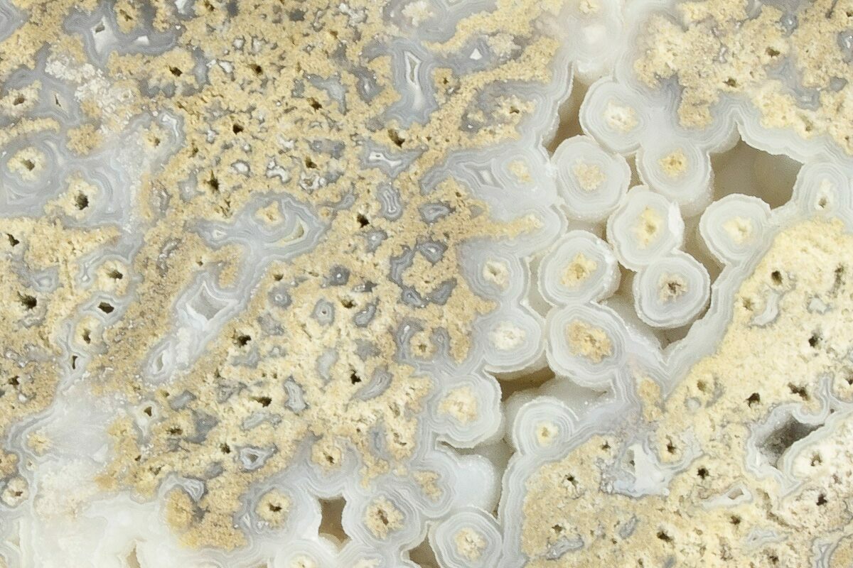 5.2" Agatized Fossil Coral Slab - Florida (#202208) For Sale ...