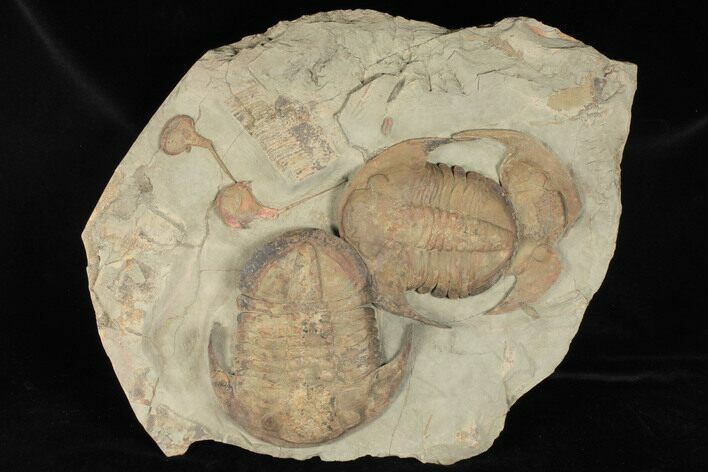 14" Association Of Large Trilobites & Other Arthropods (#202486) For ...