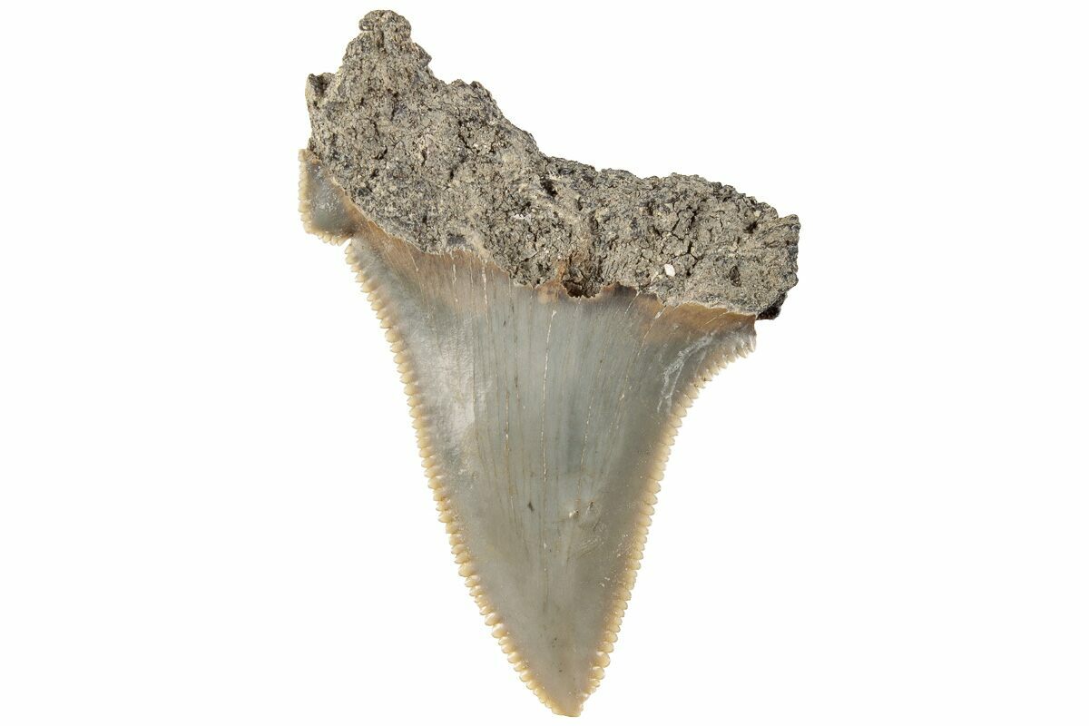 1.7" Serrated Angustidens Tooth - Megalodon Ancestor (#202433) For Sale ...