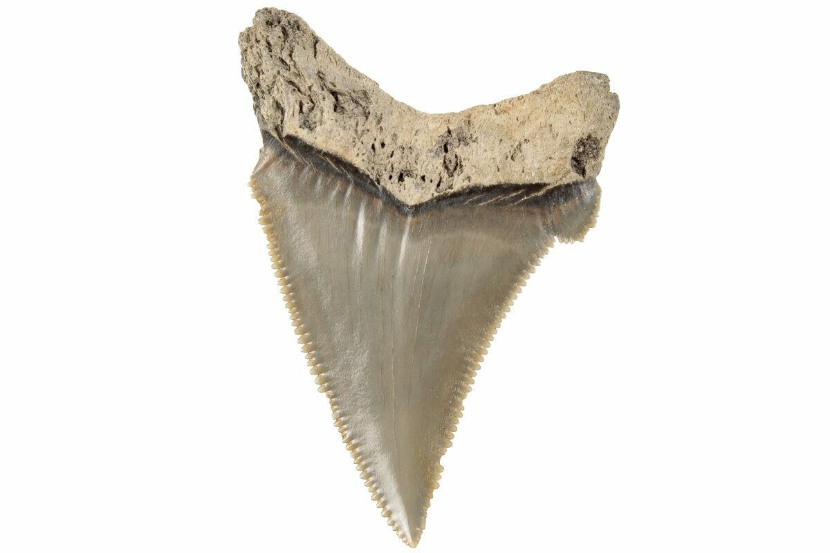 1.65" Serrated Angustidens Tooth - Megalodon Ancestor (#202434) For ...