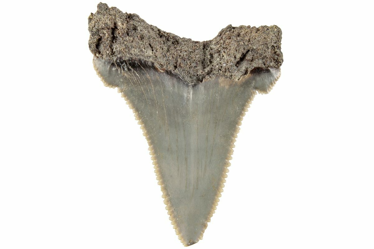 1.55" Serrated Angustidens Tooth - Megalodon Ancestor (#202435) For ...