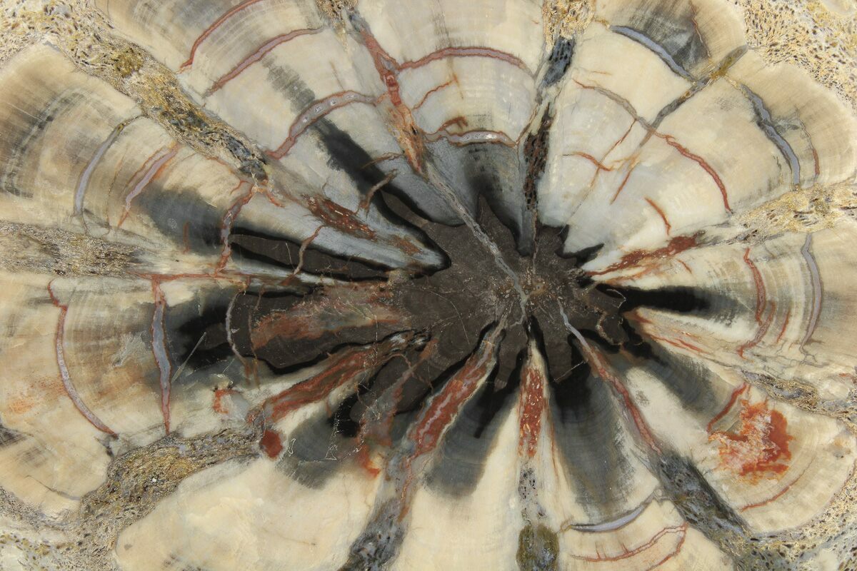 5.1" Petrified Wood (Hermanophyton) Round - Colorado (#203138) For Sale ...