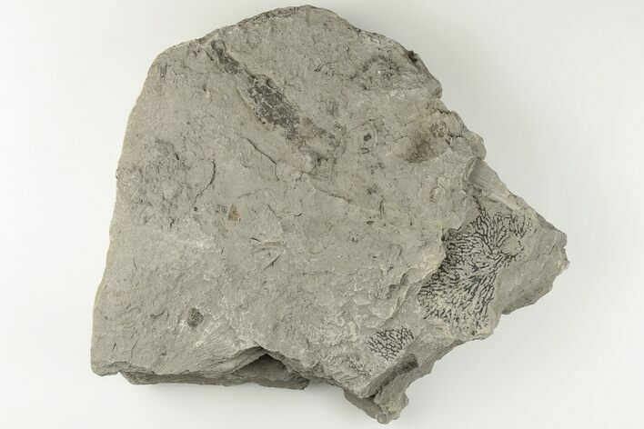 6.1" Plate Of Graptolite Fossils - Rochester Shale, NY (#203265) For ...