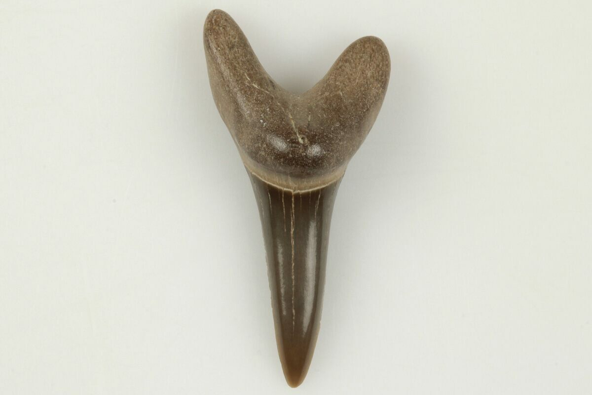 1" Fossil Shark (Cretodus) Tooth - Carlile Shale, Kansas (#203277) For ...
