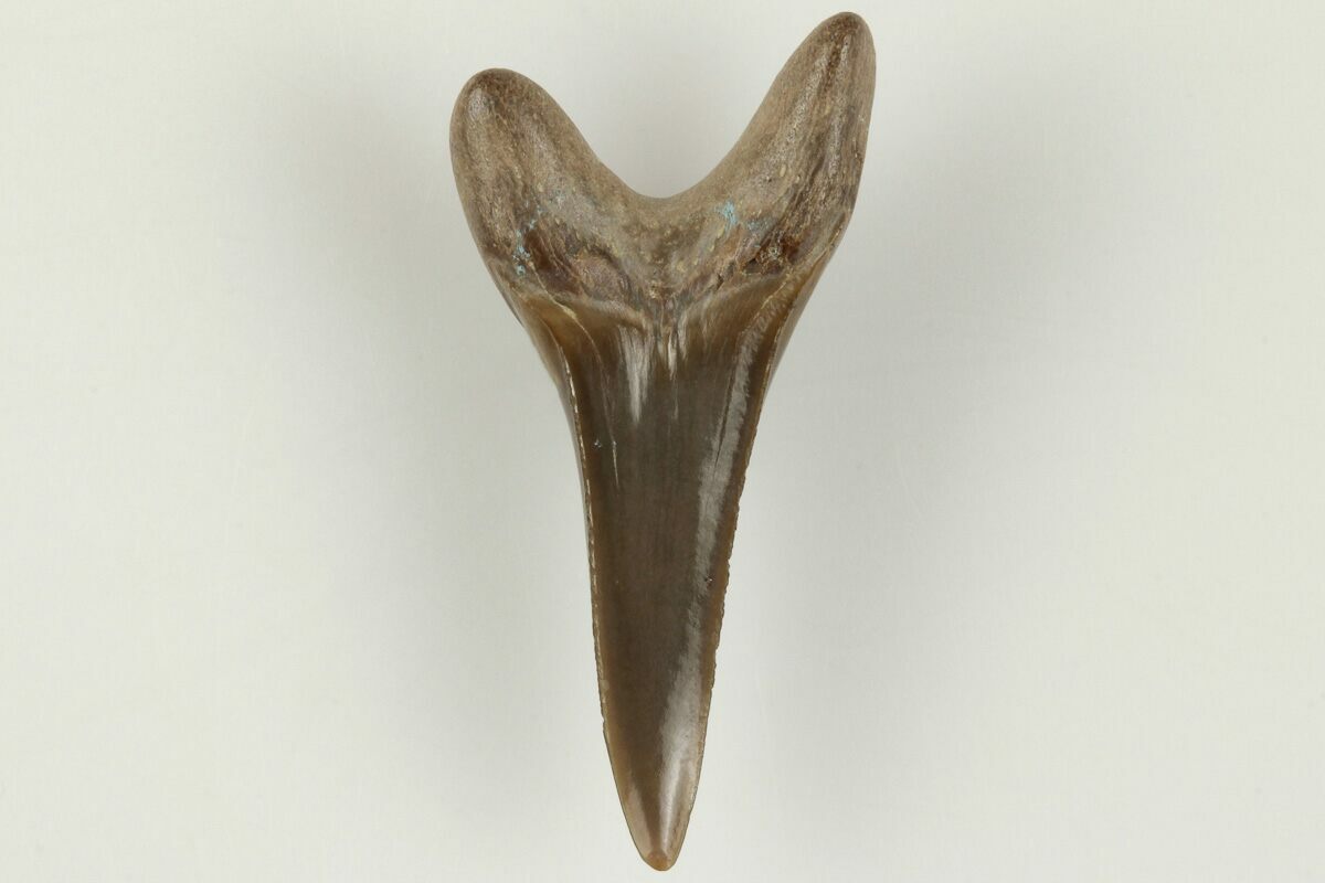 1" Fossil Shark (Cretodus) Tooth - Carlile Shale, Kansas (#203277) For ...