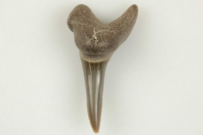 .9" Fossil Shark (Cretodus) Tooth - Carlile Shale, Kansas (#203283) For ...