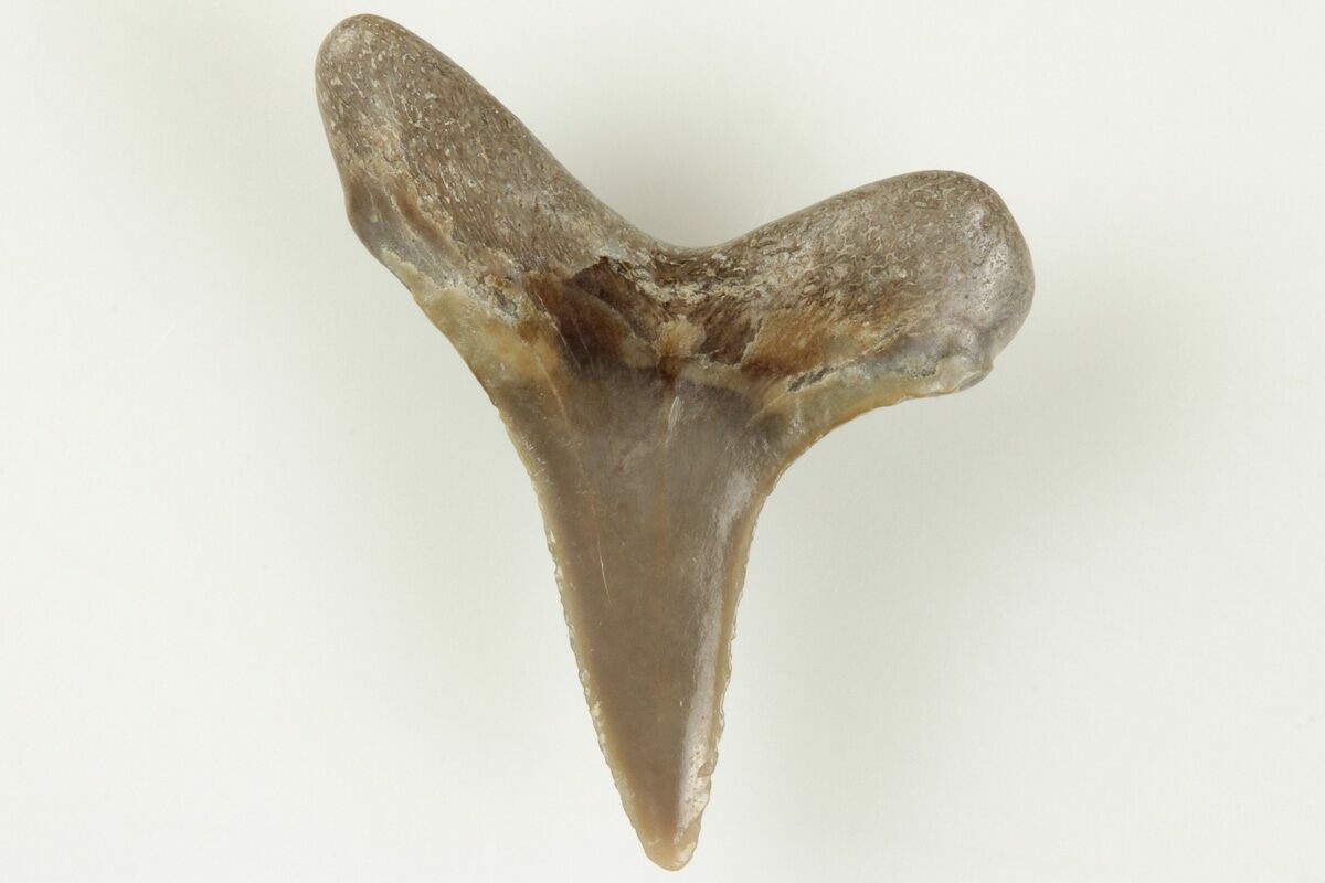 .8" Fossil Shark (Cretodus) Tooth - Carlile Shale, Kansas (#203288) For ...