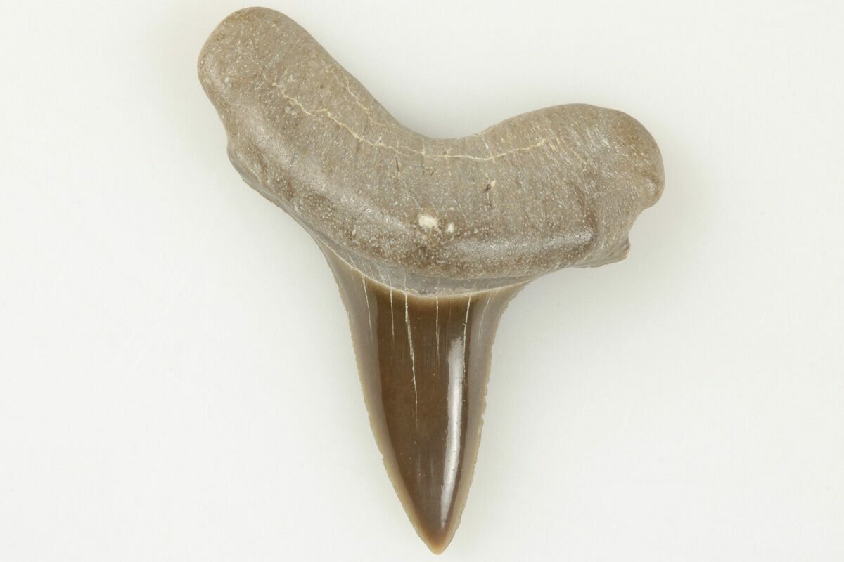 .8" Fossil Shark (Cretodus) Tooth - Carlile Shale, Kansas (#203289) For ...