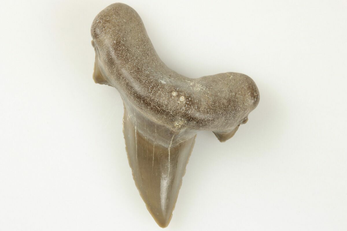 1.05" Fossil Shark (Cretodus) Tooth - Carlile Shale, Kansas (#203294 ...
