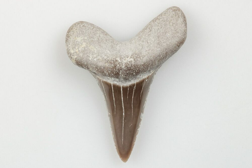 .9" Cretaceous Ginsu Shark (Cretoxyrhina) Tooth - Kansas (#203328) For ...