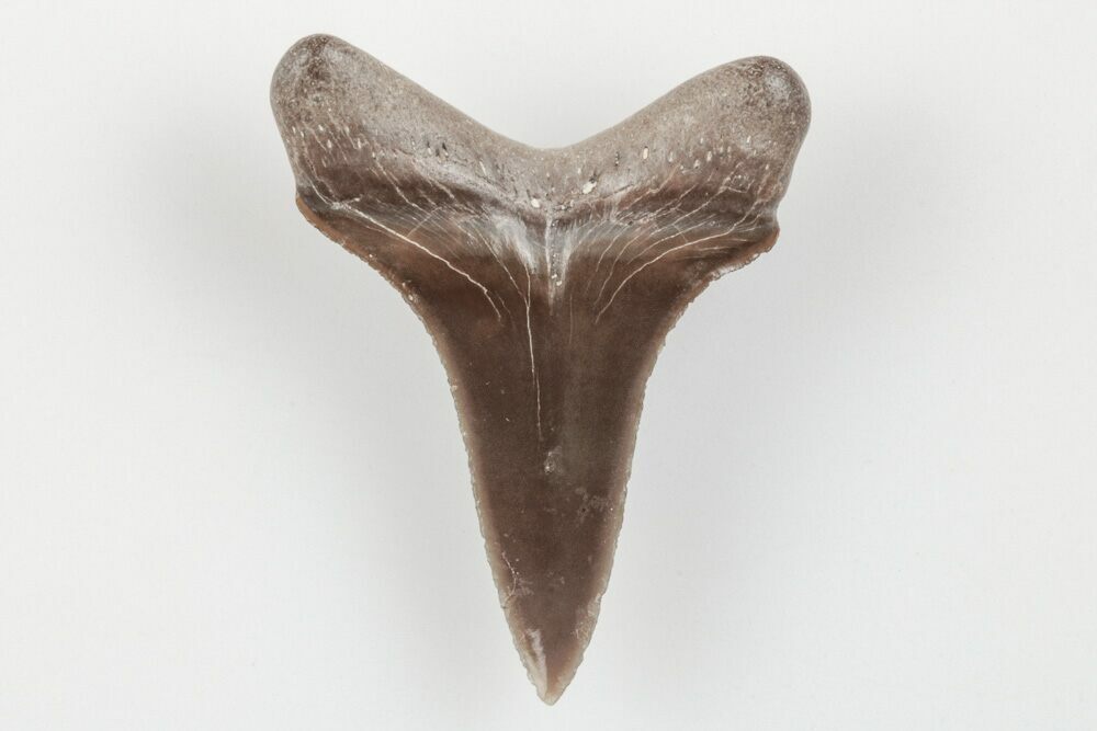.8" Cretaceous Ginsu Shark (Cretoxyrhina) Tooth - Kansas (#203329) For ...