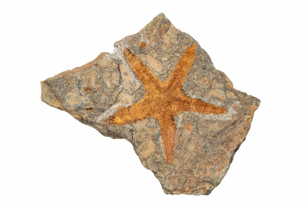 1.5" Ordovician Starfish (Petraster?) Fossil - Morocco (#203531) For ...