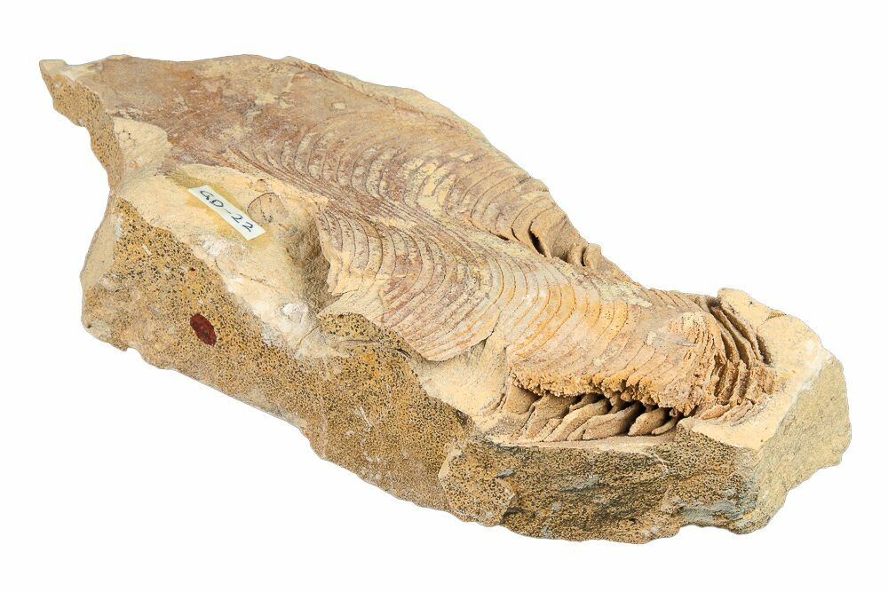 5.2" Ordovician Cephalopod (Gonioceras) Fossil - Wisconsin (#203657 ...
