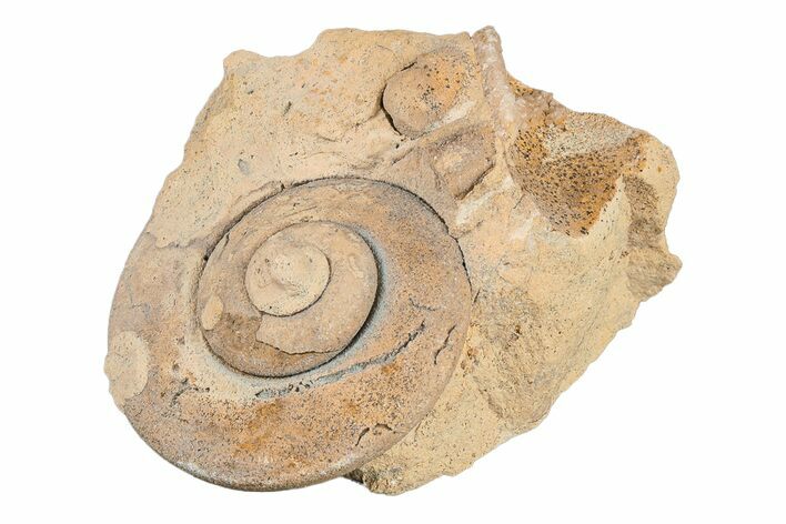 1.4" Ordovician Gastropod (Liospira) Fossil - Wisconsin (#203670) For ...