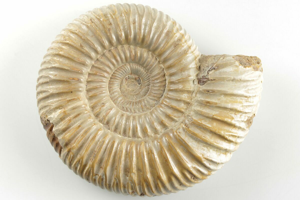 2 5 Polished Jurassic Ammonite Perisphinctes Madagascar 203862
