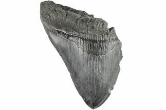 3 Inch Megalodon Teeth For Sale - FossilEra.com
