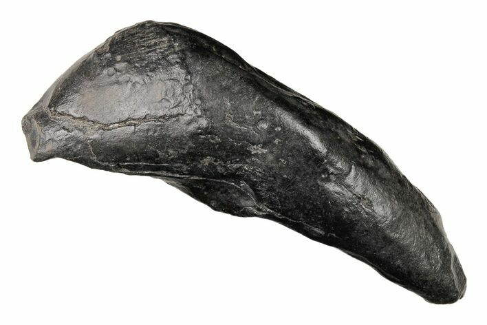Large, 5.4" Fossil Sperm Whale (Scaldicetus) Tooth - South Carolina ...