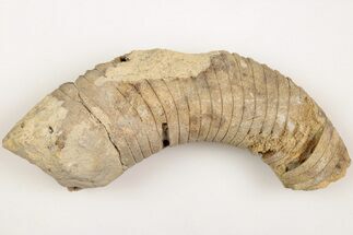 4.1" Ordovician Cephalopod (Actinoceras) Fossil - Wisconsin (#204192 ...