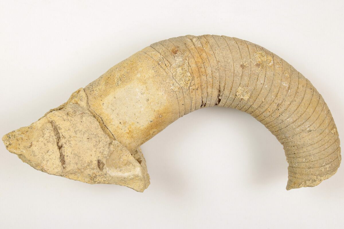 3.7" Ordovician, Oncoceratid (Richardsonoceras) Fossil - Wisconsin ...