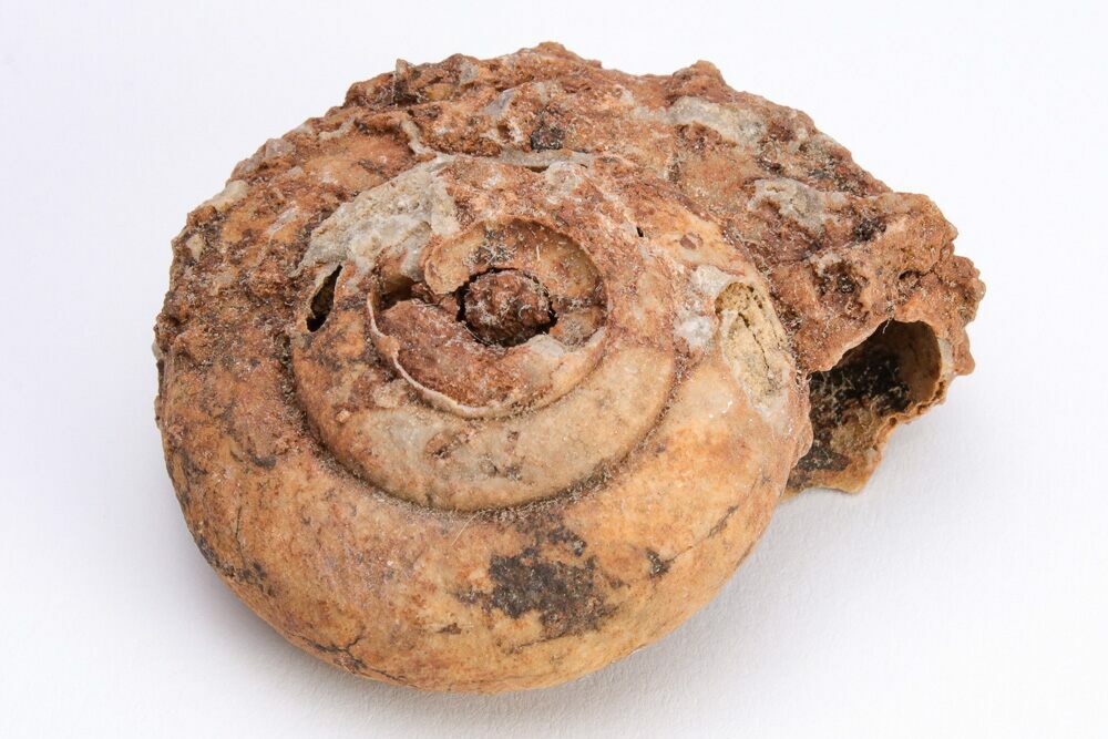 1.75" Mississipian Gastropod (Euomphalus) Fossil - Missouri (#204269 ...