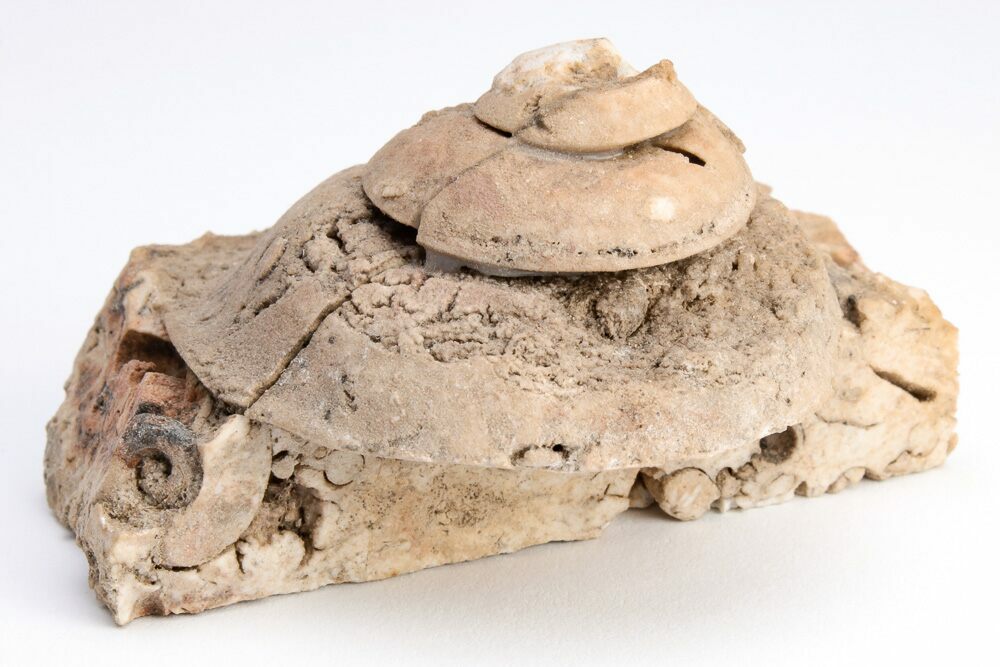 1.85" Mississipian Gastropod (Euomphalus) Fossil - Missouri (#204272 ...