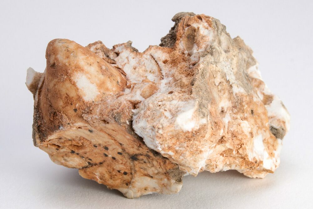 1" Ordovician Monoplacophoran (Proplina) - Missouri (#204286) For Sale ...