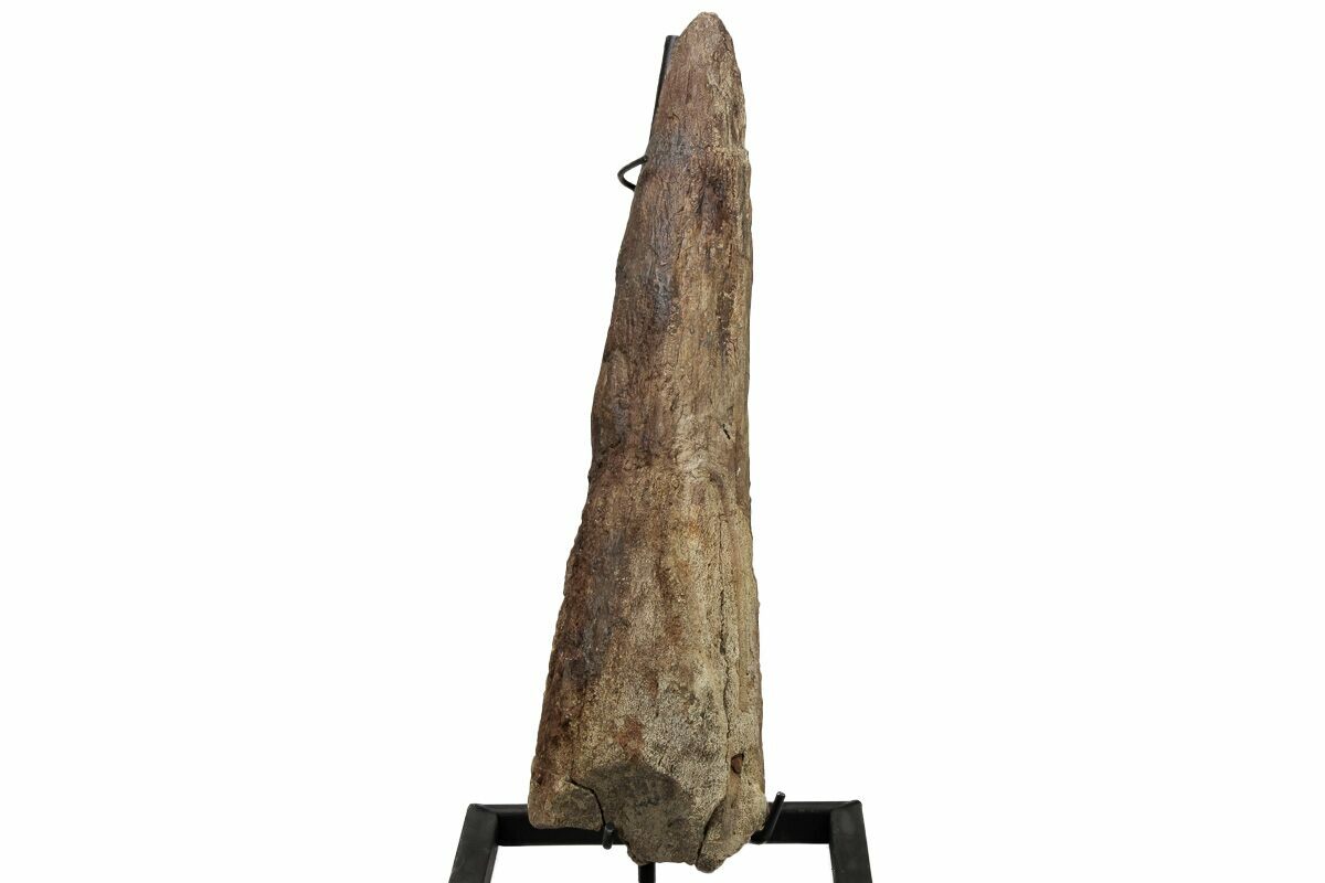24.4" Fossil Triceratops Brow Horn - Montana (#206510) For Sale ...