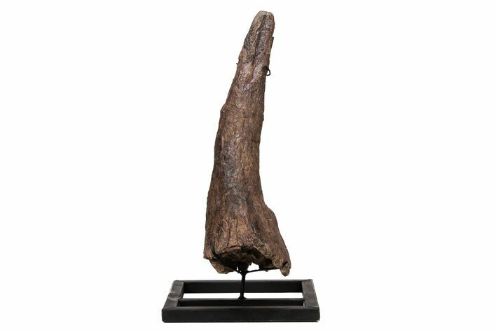 22" Fossil Triceratops Brow Horn - Montana (#206508) For Sale ...