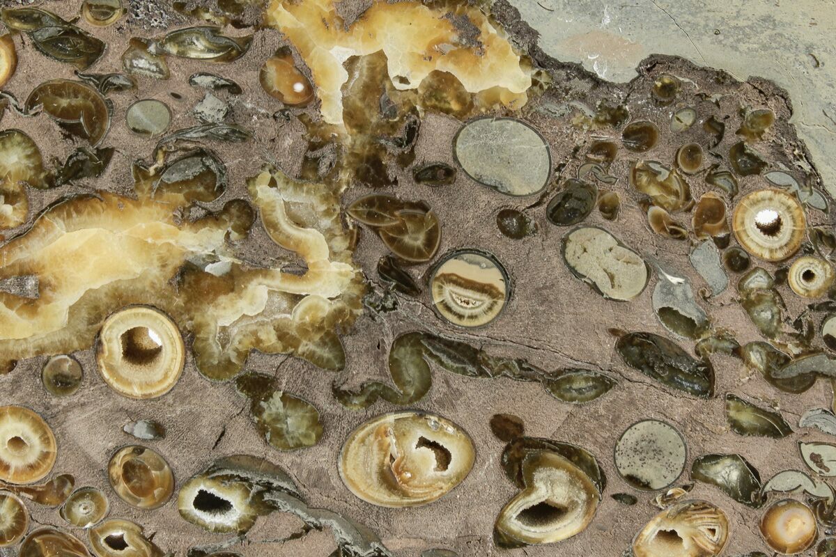 4.9" Polished Fossil Teredo (Shipworm Bored) Wood - England (#206448 ...