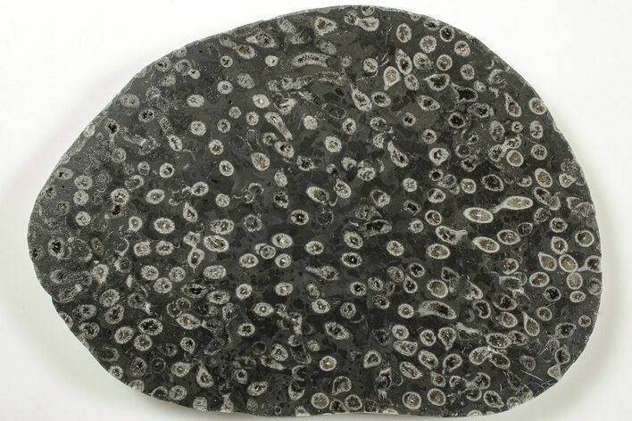 6.5" Polished Fossil Coral (Lithostrotion) - England (#207090) For Sale ...