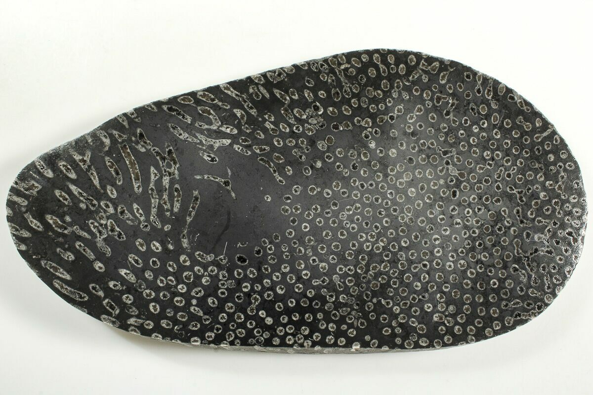 11.3" Polished Fossil Coral (Lithostrotion) - England (#207091) For ...