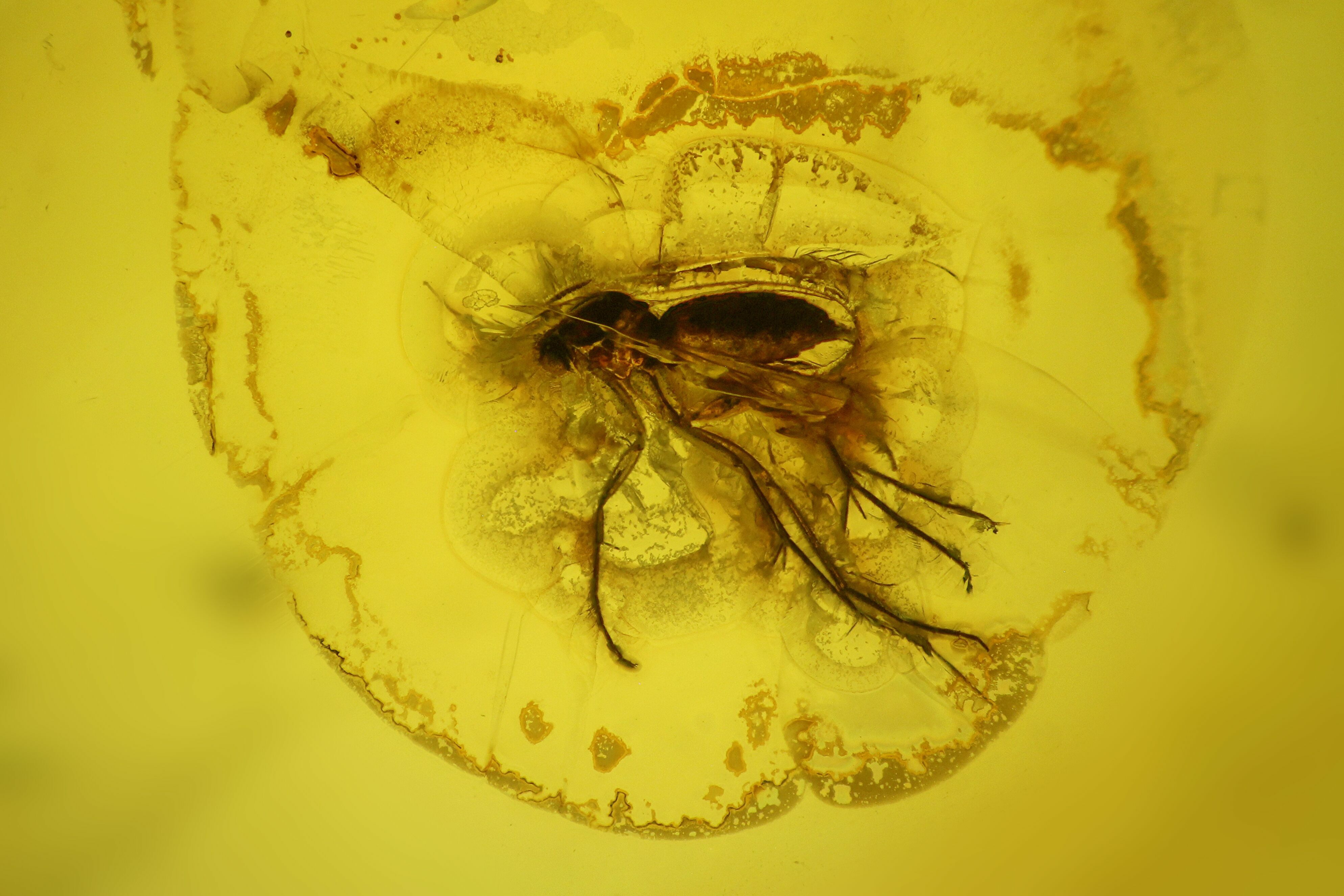Detailed Fossil Fly (Diptera) In Baltic Amber (#207477) For Sale ...