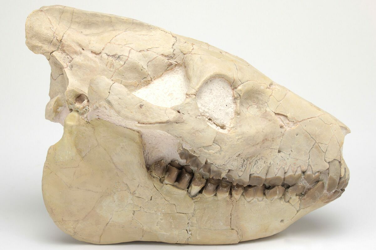 7.1" Fossil Oreodont (Merycoidodon) Skull - South Dakota (#207472) For ...