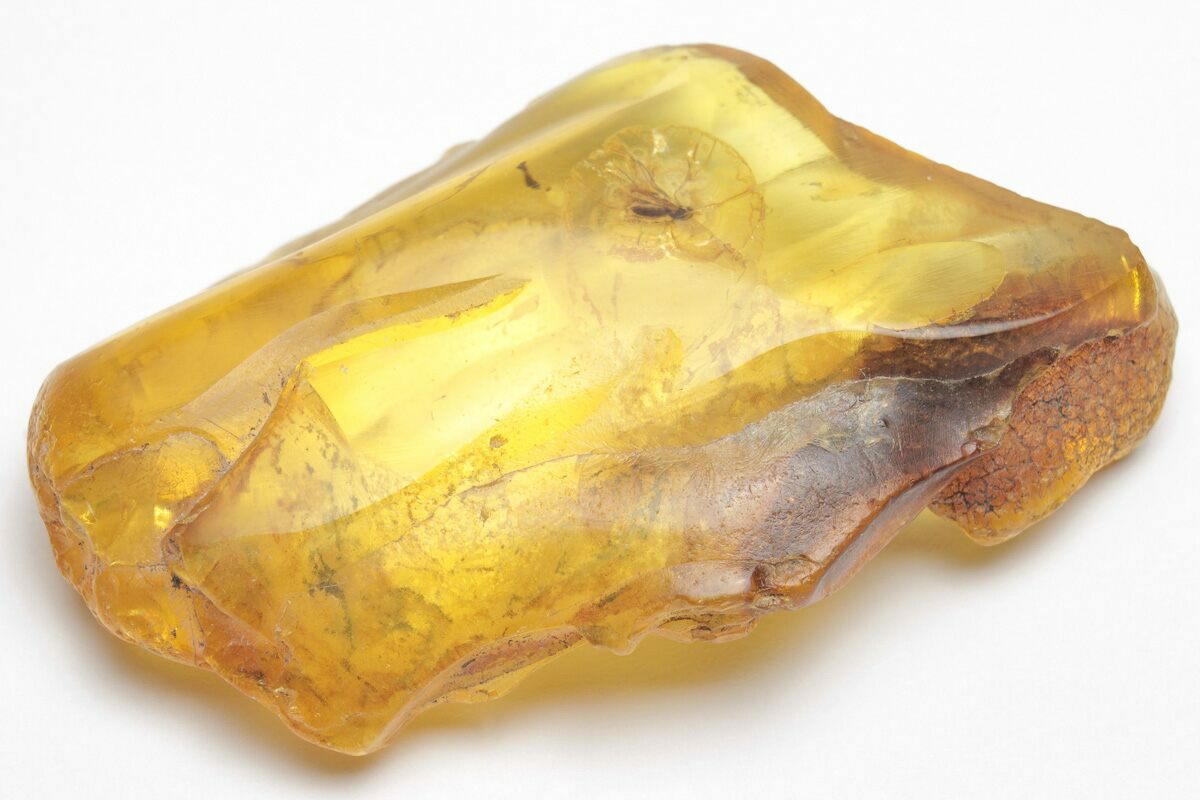 Detailed Fossil Fly (Diptera) In Baltic Amber (#207477) For Sale ...