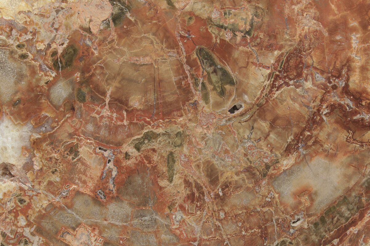 7.5" Petrified Wood (Araucaria) Slab - Madagascar (#207319) For Sale ...