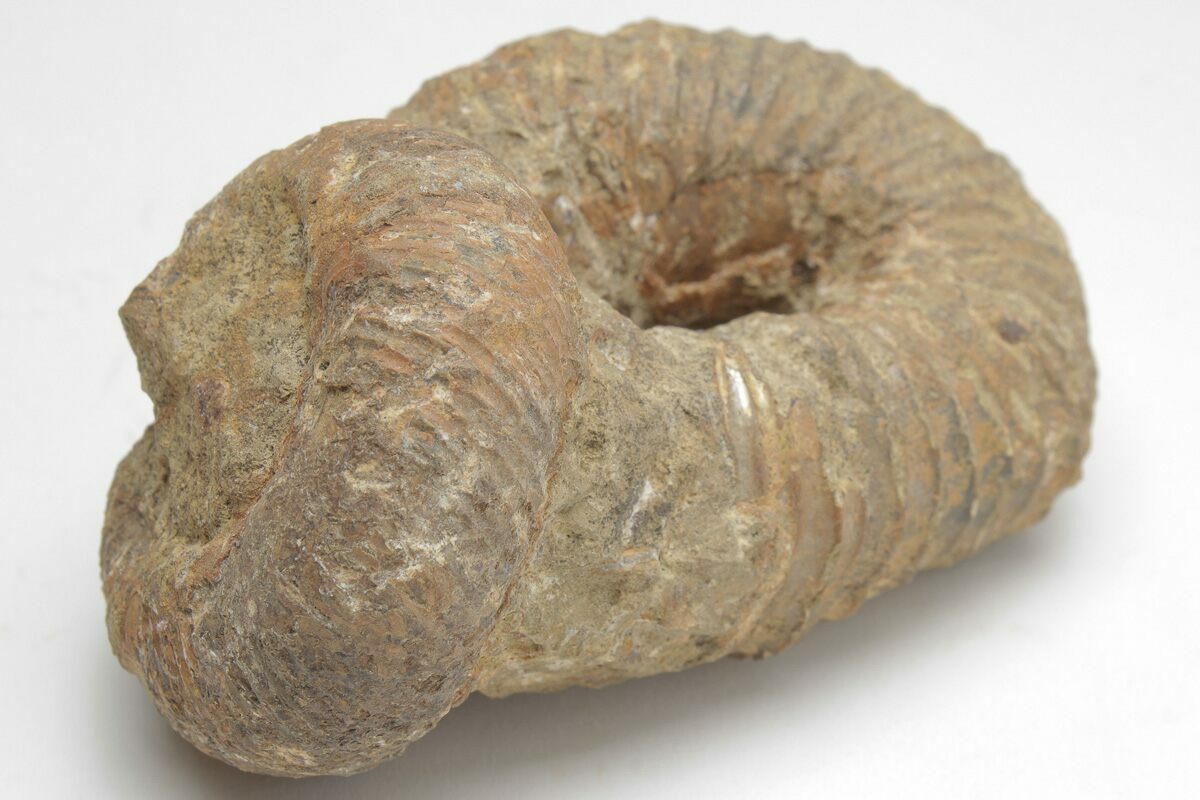 3.55" Fossil Heteromorph (Nostoceras) Ammonite - Madagascar (#207545 ...