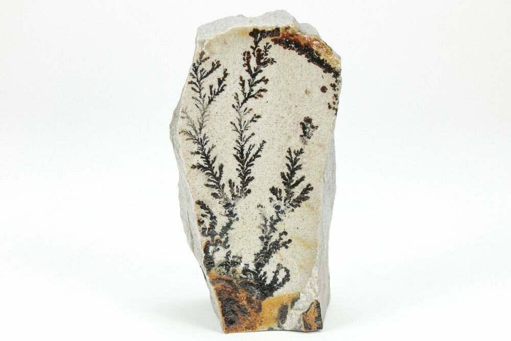 3.3" Dendrites On Limestone - Utah (#207785) For Sale - FossilEra.com