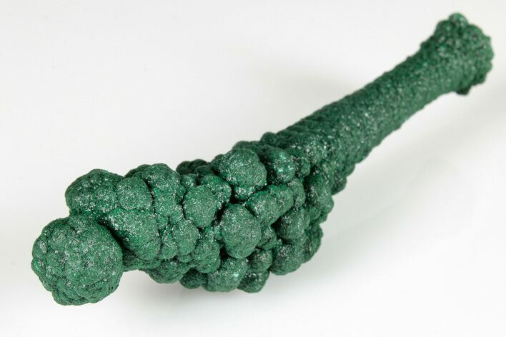 3.75" Sparkling, Botryoidal Malachite Stalactite - Congo (#208385) For ...