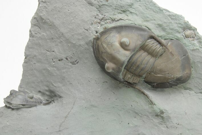 Two Isotelus Trilobites - Mt. Orab, Ohio (#208440) For Sale - FossilEra.com
