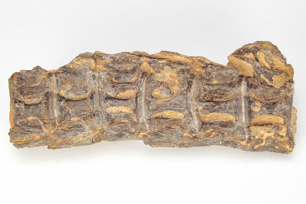 4.15" Fossil Fish (Ichthyodectes) Vertebrae - Kansas (#208292) For Sale ...