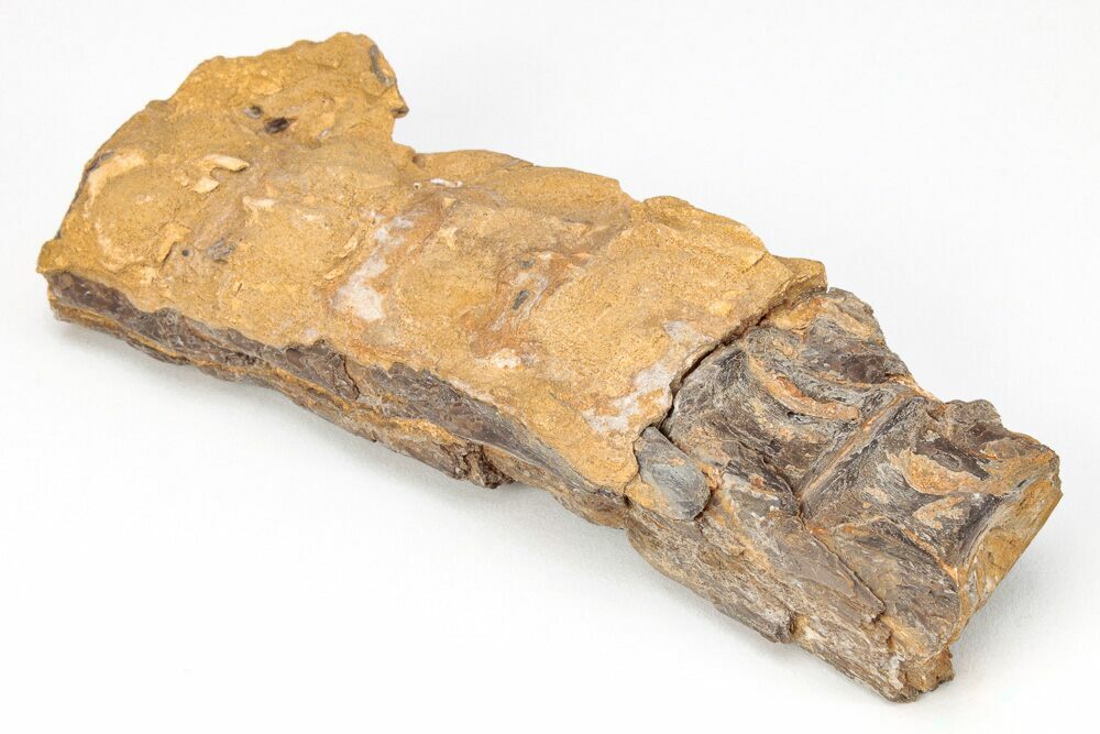 4.15" Fossil Fish (Ichthyodectes) Vertebrae - Kansas (#208292) For Sale ...