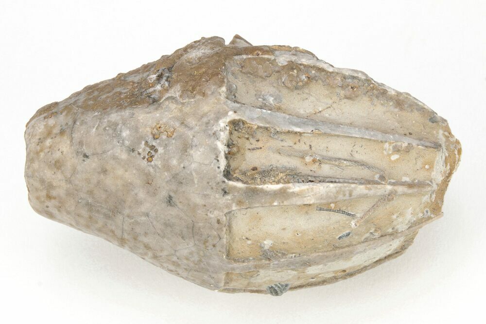 2.4" Fossil Crinoid (Eucalyptocrinites) Crown - Indiana (#208299) For ...