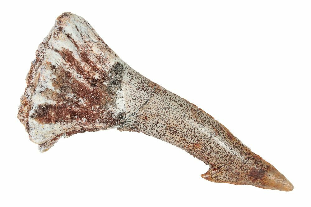 2.25" Fossil Sawfish (Onchopristis) Rostral Barb - Morocco (#208816 ...