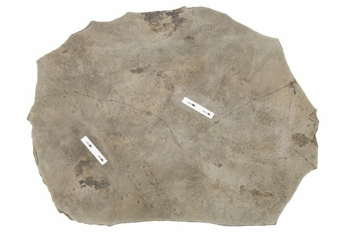 11" Pennsylvanian Arthropod (Paleohelcura) Trackway Plate - Oklahoma ...