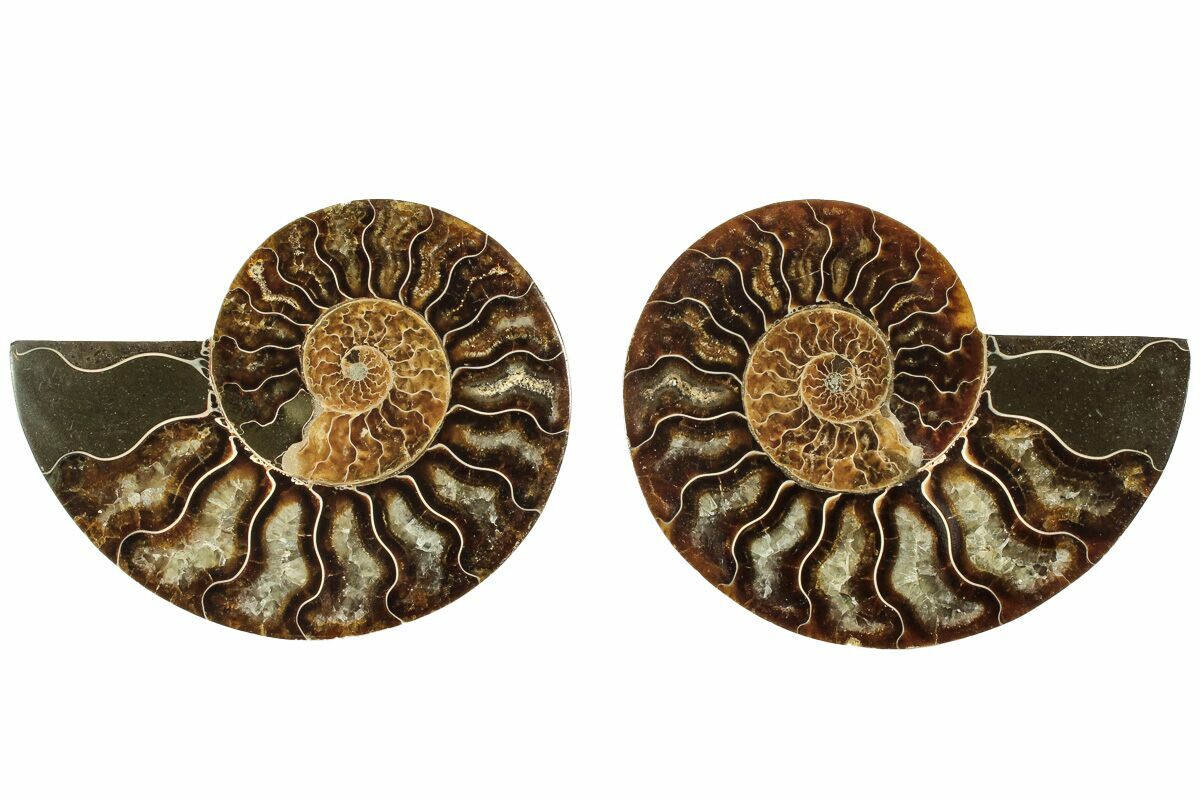 3.6" Cut & Polished, Agatized Ammonite Fossil - Madagascar (#206744 ...