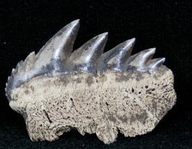 Fossil Notorynchus (Cow Shark) Teeth For Sale - FossilEra.com