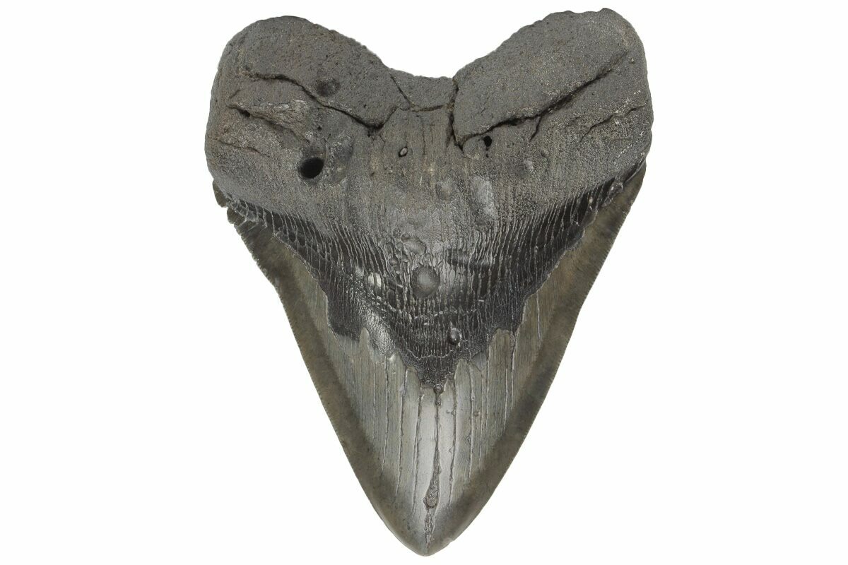 6.01" Fossil Megalodon Tooth - Massive Meg Tooth (#210738) For Sale ...