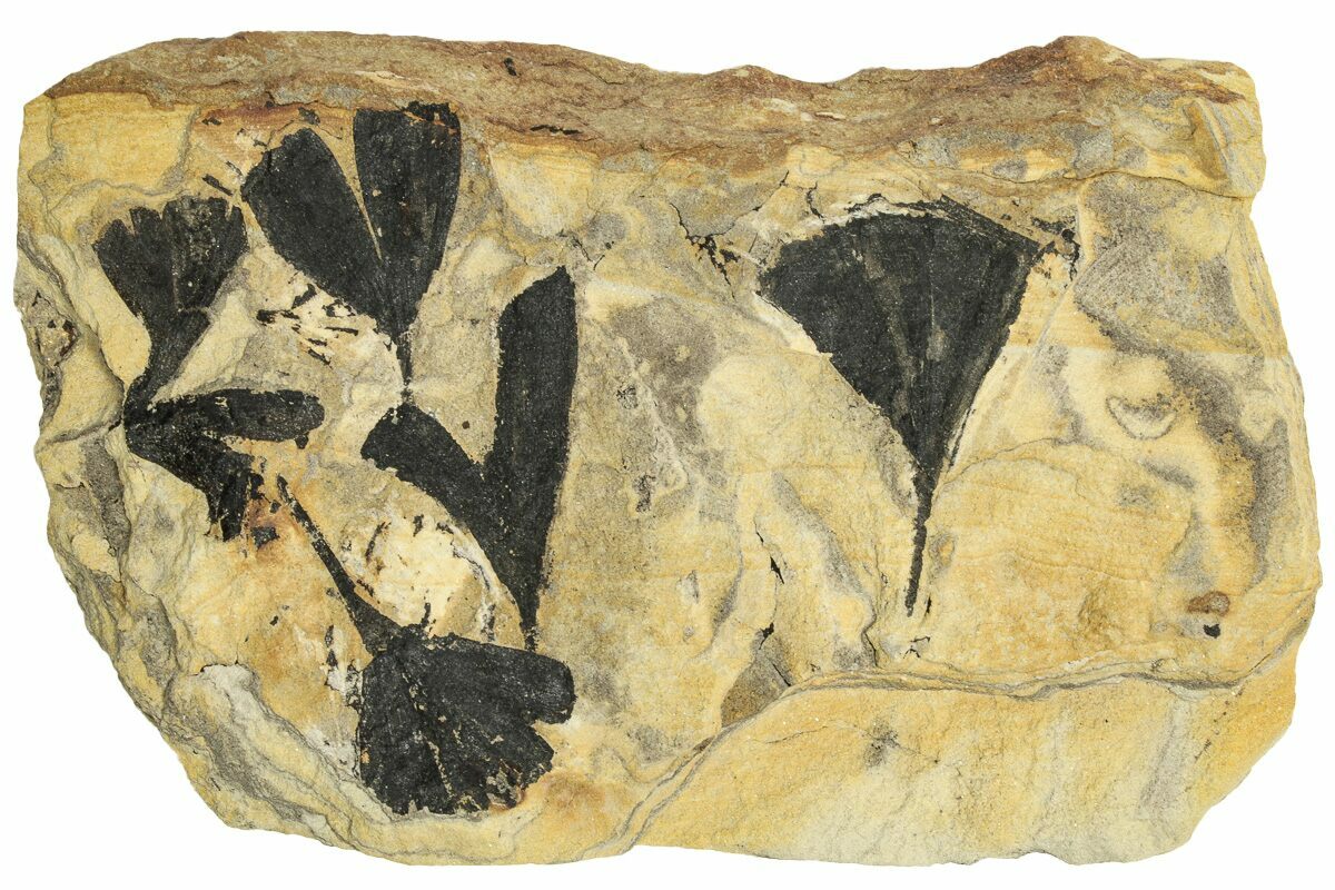 Five Jurassic Leaf (Ginkgo) Fossils - Yorkshire, England (#210994) For ...