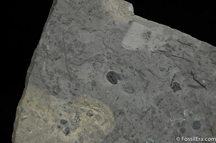 Bolaspidella and Yuknessia Association (#257) For Sale - FossilEra.com