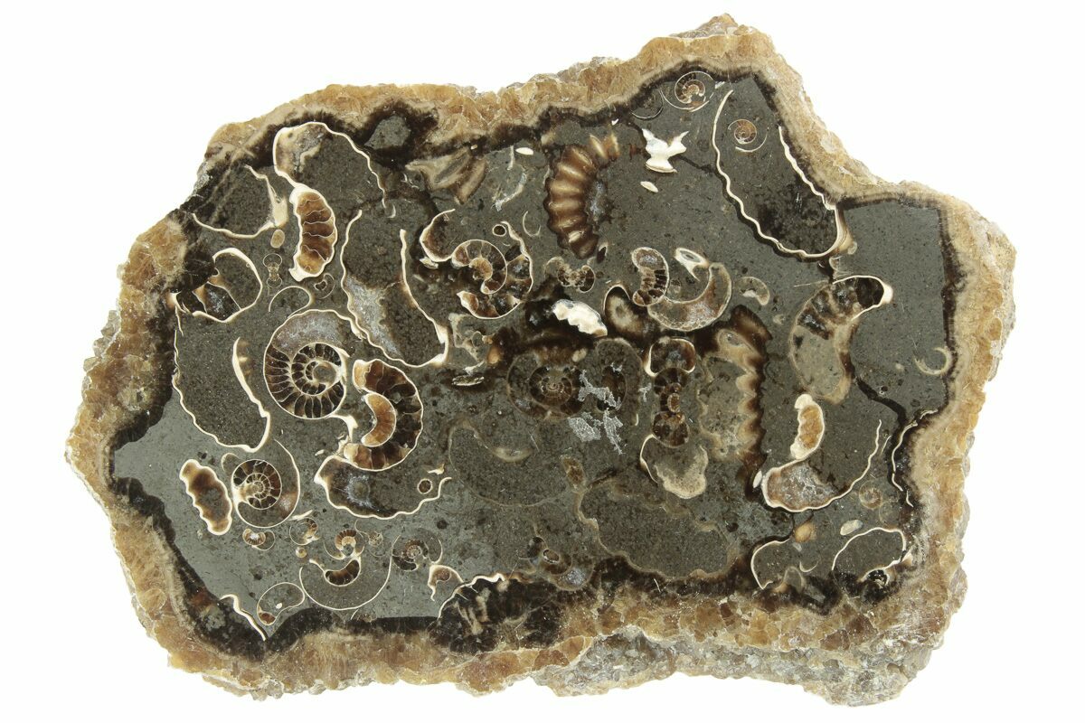 2.8" Polished Ammonite (Promicroceras) Slab - "Marston Magna Marble ...
